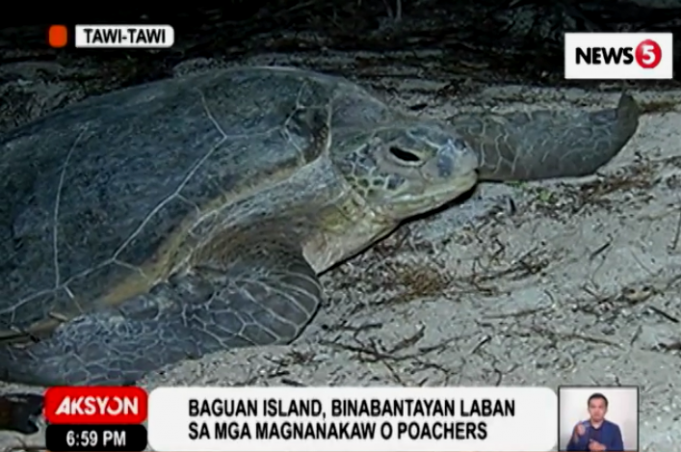 WATCH | On turtle island in Tawi Tawi, communing with the amazing Green ...