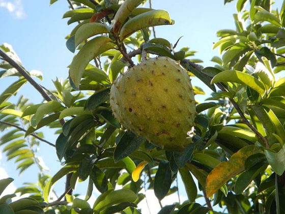 The peak season of the Philippines' most popular fruits