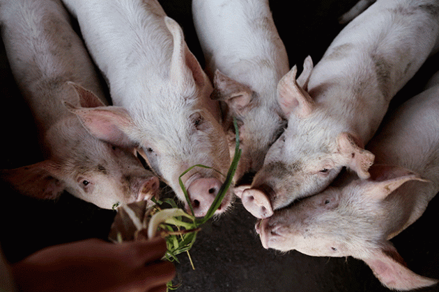 Understanding the African Swine Fever scare