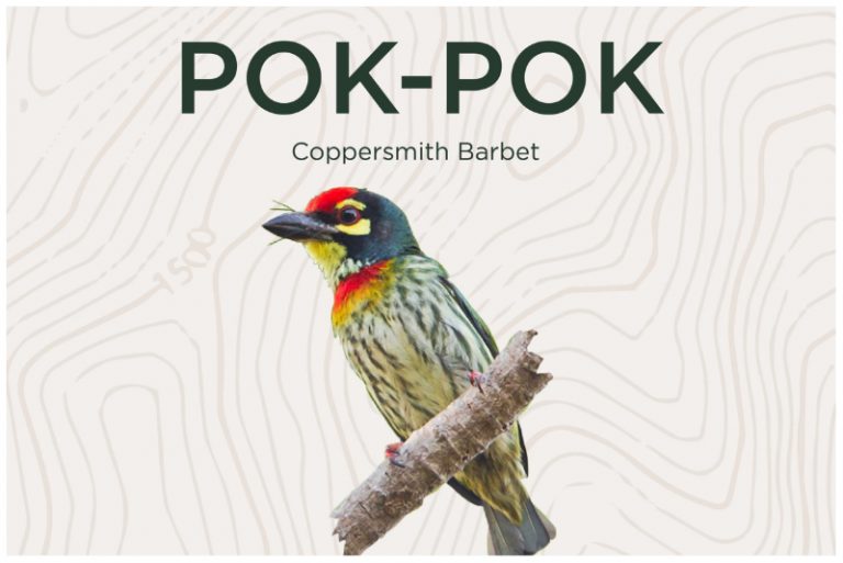 What's in a name?: A bird called 'Pokpok'