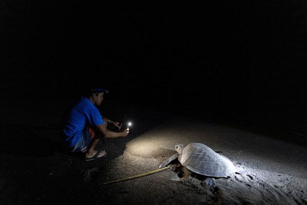 Love of sea turtles turns Philippine poachers into protectors