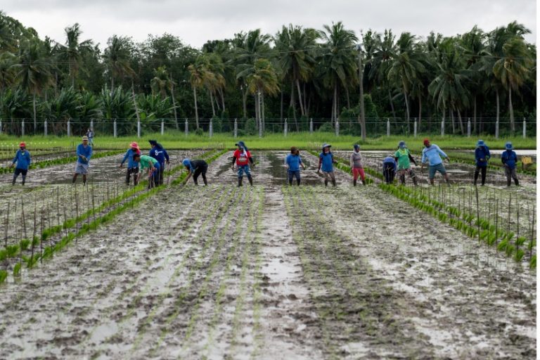Philippines farm output declines in Q3, could weigh on growth