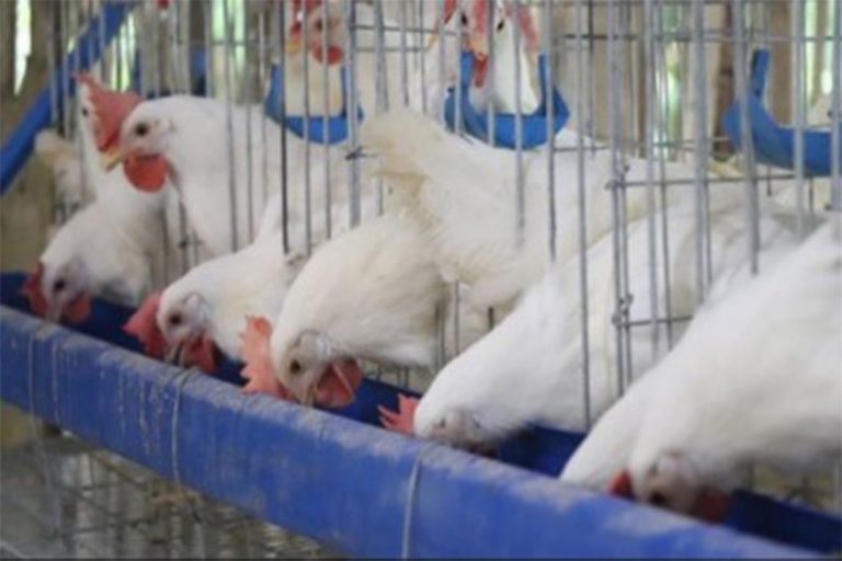 Philippines reports H5N1 bird flu outbreak on poultry farm