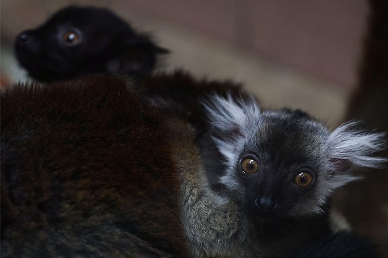 Polish zoo welcomes twin baby lemurs