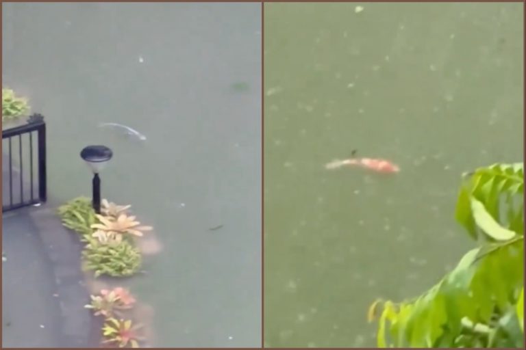 Fish Out of the Pond: Koi spotted in DLSU Taft campus flood