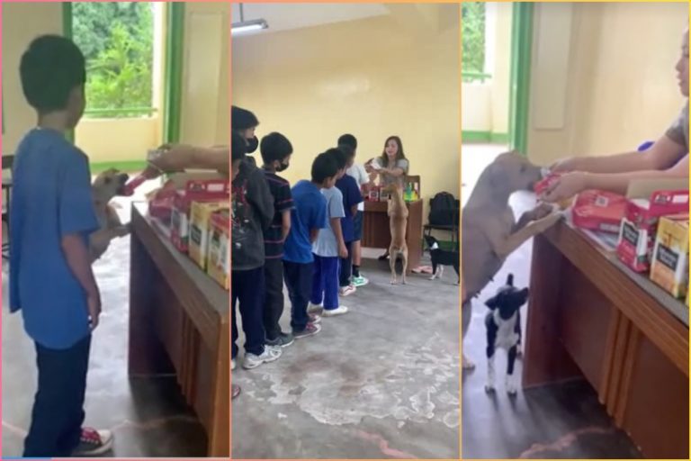 Spotted: Stray dog joins pupils as they collect food in classroom in ...