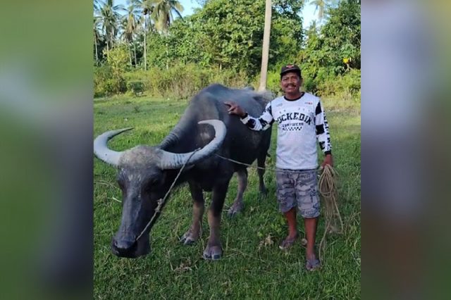 32-year-working carabao rescued from slaughter in Oriental Mindoro