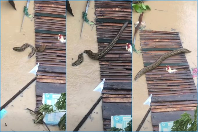 Viral: Huge python spotted swimming in floodwaters in Cebu amid Typhoon ...