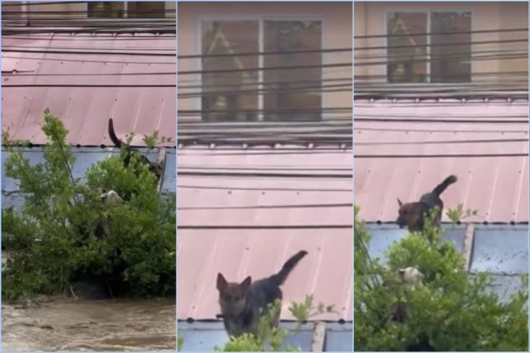 Viral dogs safe after struggling to survive rising floodwaters during ...