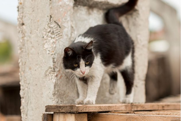 Cat beaten to death in Quezon City, PAWS highlights law protecting strays