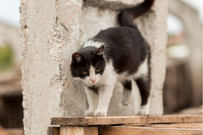 Cat beaten to death in Quezon City, PAWS highlights law protecting strays