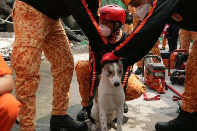 Dog survives Pampanga building collapse