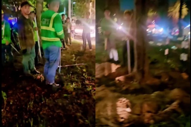 'What's happening?': DENR probes Roxas Boulevard tree-cutting despite ...